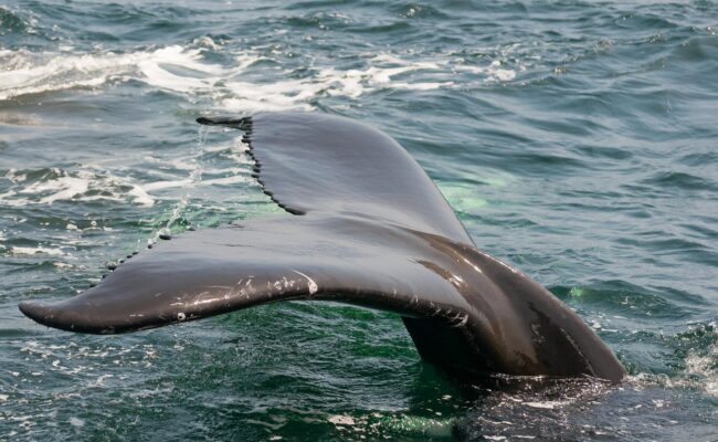 L'Accordo Pelagos si rivolge ai più piccoli con il sostegno del R...