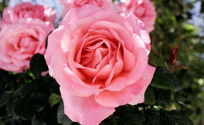 Consegna del 4° Premio del Pubblico e festeggiamenti al Roseto ...